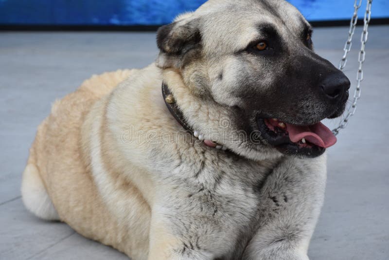 Le Berger Anatolien Dog Turkey De Chien De Sivas Kangal Photo stock ...