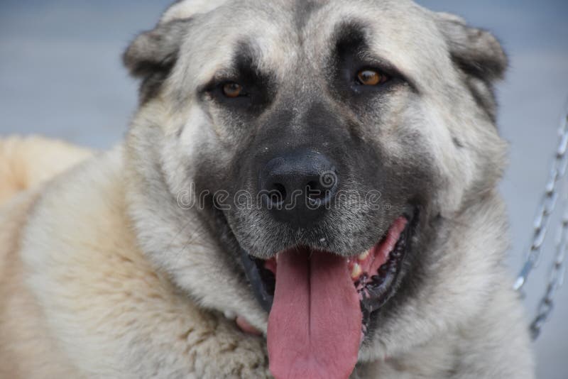 Le Chien Turquie De Sivas Kangal Image stock - Image du calme, anatolie ...