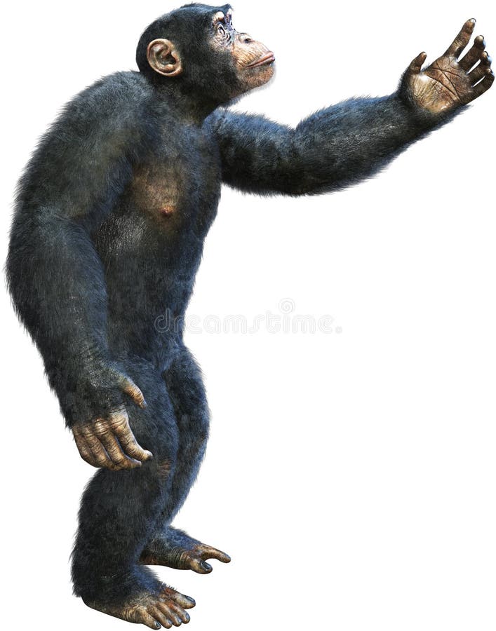 Le Chimpanzé, Chimpanzé, Primat, Singe, a Isolé, Atteignant Photo stock ...