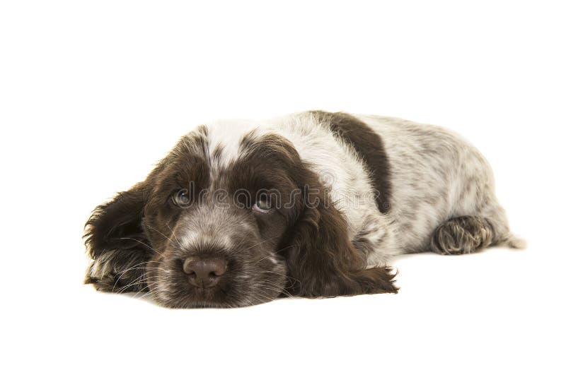 Le Chiot Blanc Et Brun Chocolat Mignon De Cocker Se Trouvant Font Image ...