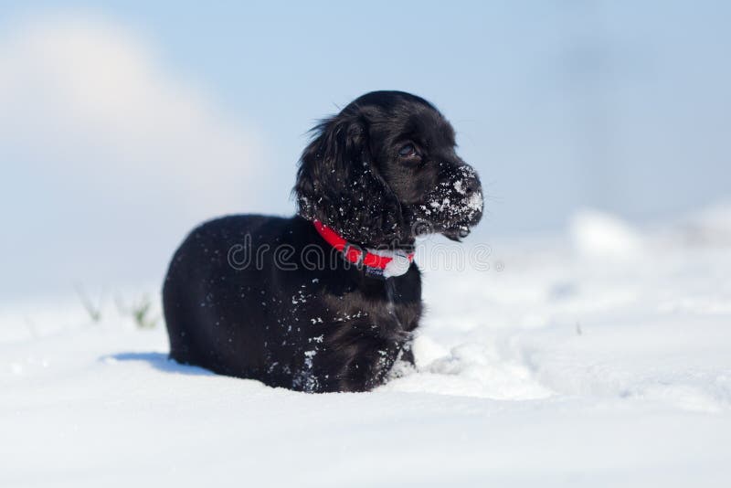Chiot Mignon De Cocker Dans La Neige Image stock - Image du hiver ...