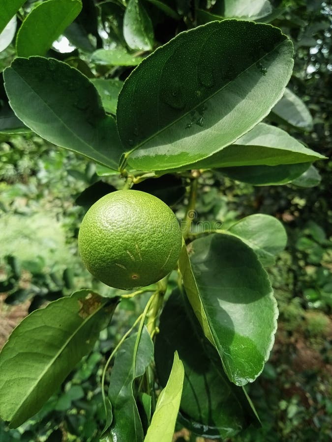 Le Citron Est Toujours Sur L'arbre Photo stock - Image du lame, vert ...