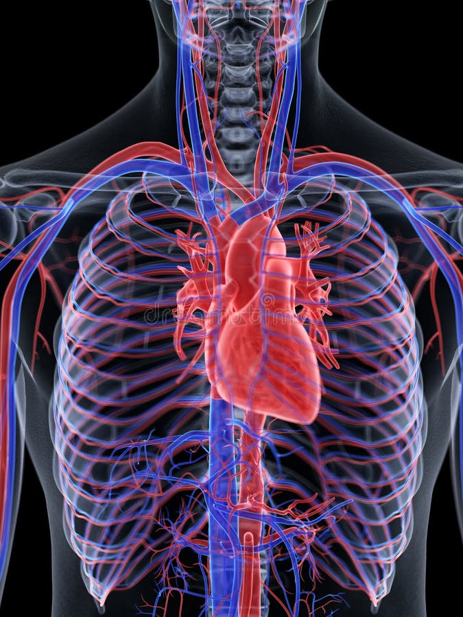 Le coeur humain illustration stock. Illustration du illustration ...