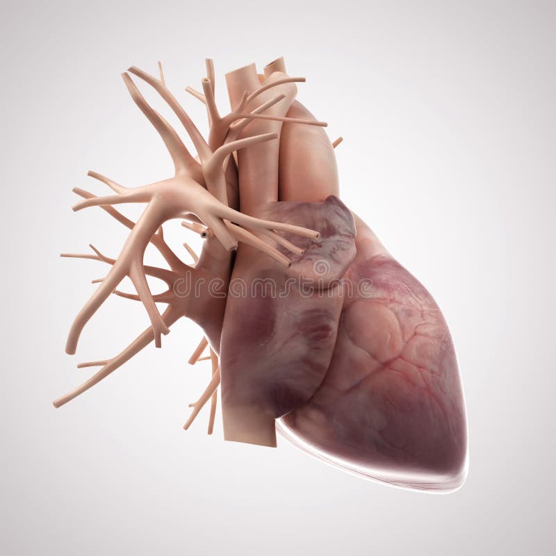 Le coeur humain illustration stock. Illustration du anatomie - 57843454