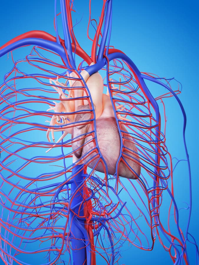 Le coeur humain illustration stock. Illustration du cardiaque - 74204208
