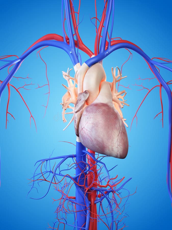 Le coeur humain illustration stock. Illustration du vasculaire - 74205147