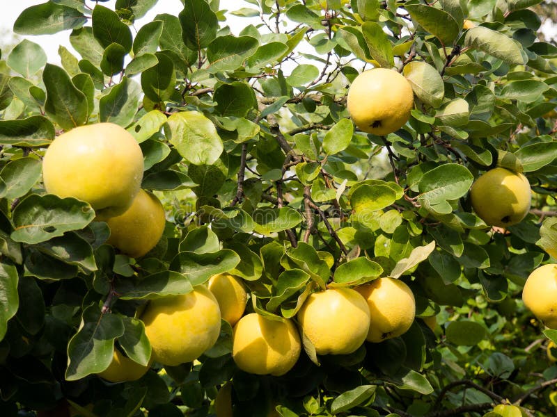 Cognassier et fruit image stock. Image du couleur, arbre - 104588857