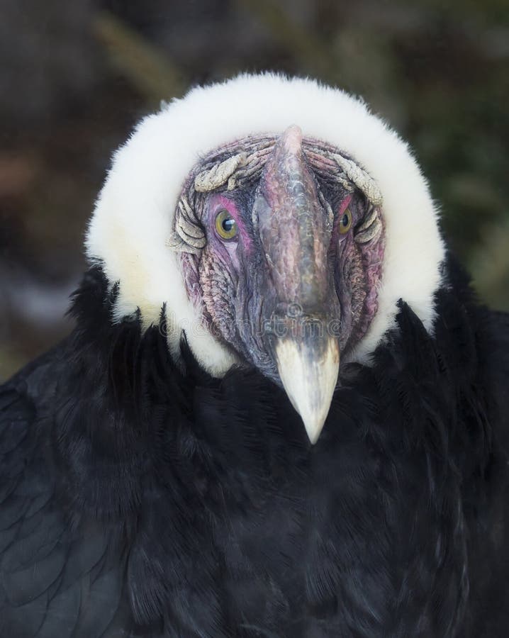 Condor Andin De Vautour Moine Photo stock - Image du grand, habitat ...