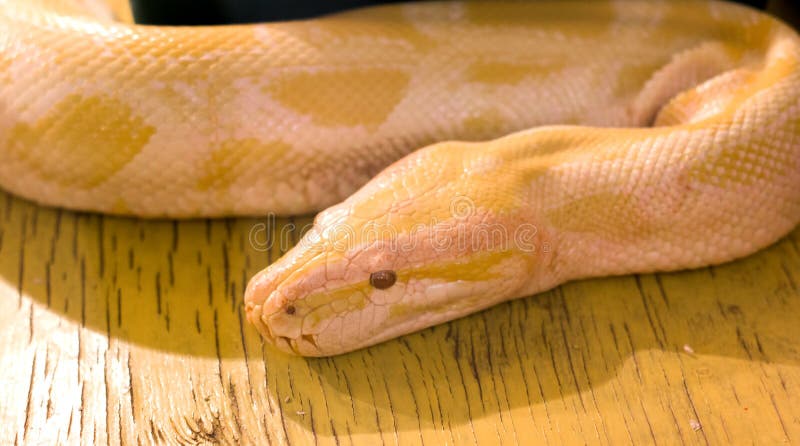 Le Constricteur De Boa Jaune Dans La Mini-serre Photo stock - Image du ...