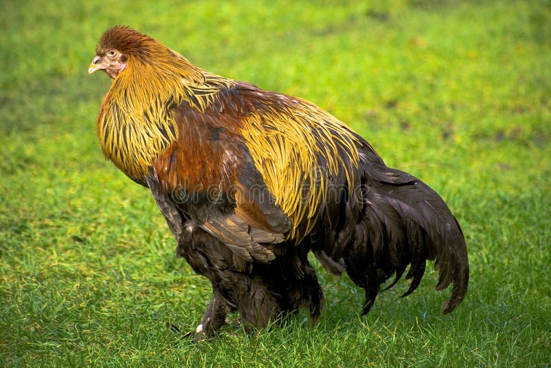 Le coq photo stock. Image du dinde, poulet, oeuf, animal - 12569174
