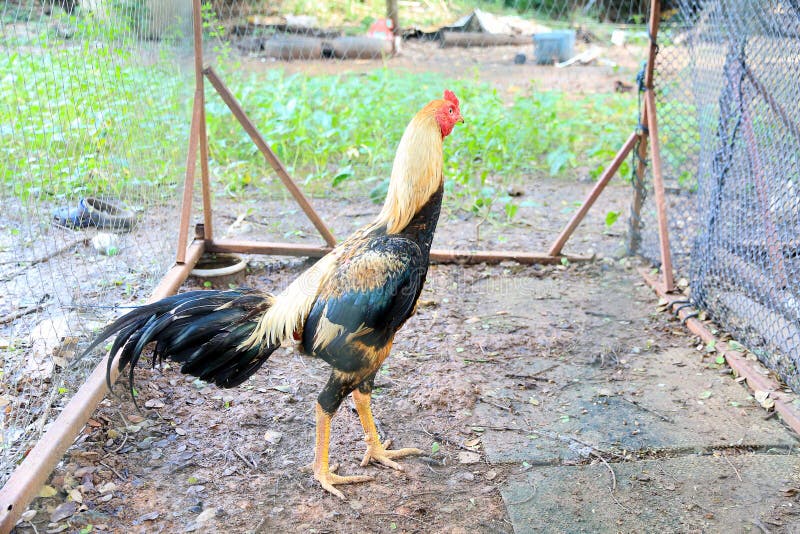 Le coq de combat de poulet image stock. Image du nature - 62383625