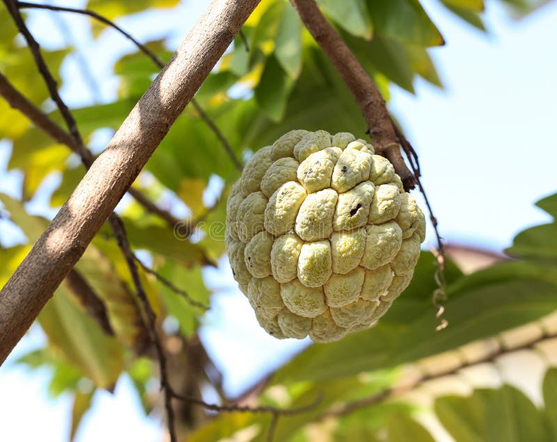 Le corossol sur l'arbre image stock. Image du produit - 39401255
