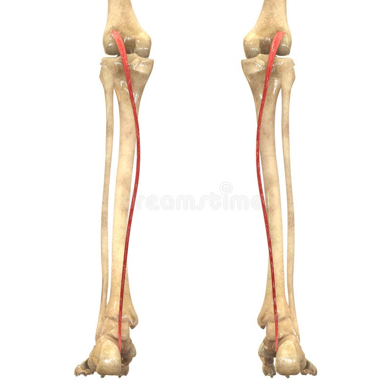 Le Corps Humain Muscles L'anatomie (Plantaris) Illustration Stock ...