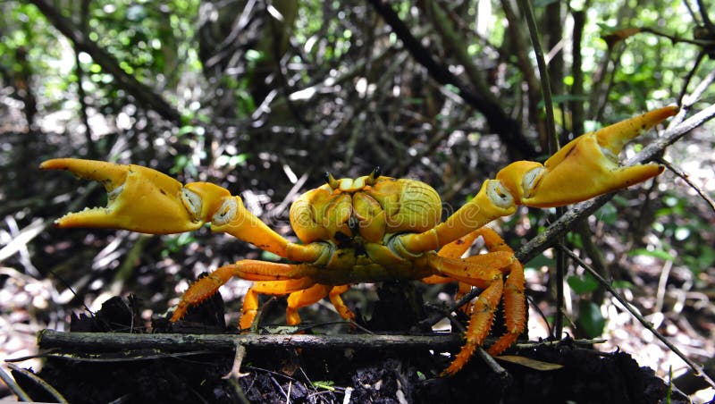 Crabe Rouge Avec Les Griffes Jaunes Image stock - Image du tropical ...