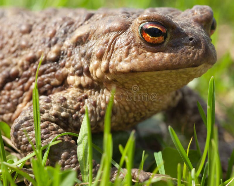 Le Crapaud Se Repose Dans Une Herbe Image stock - Image du sauvage ...