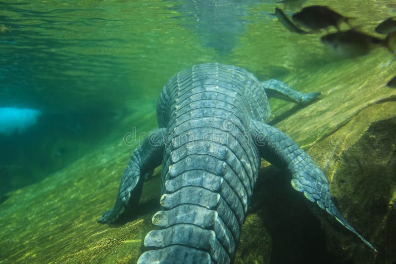 Queue D Un Crocodile Photos Stock - Téléchargez 50 Photos libres de droits