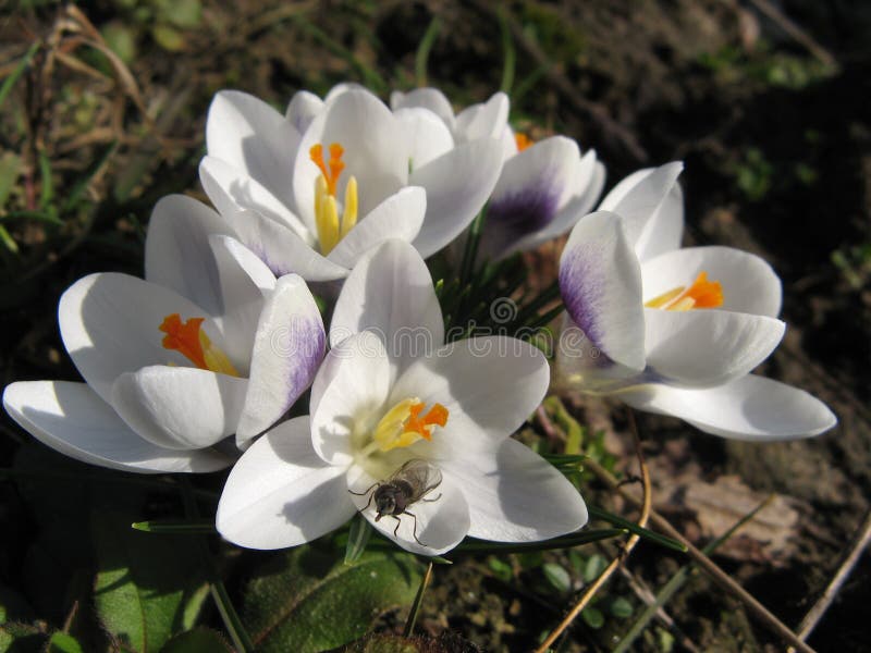 Fleurs de crocus d'automne photo stock. Image du bleu - 61657470