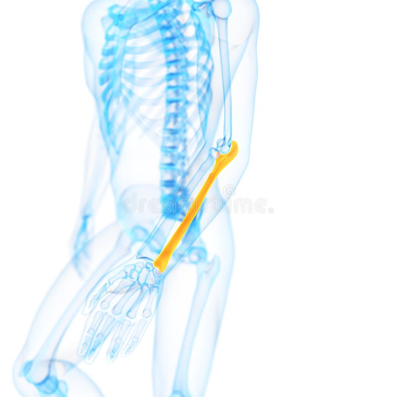 Cubitus Stock Illustrations, Vecteurs, & Clipart – (4,369 Stock ...