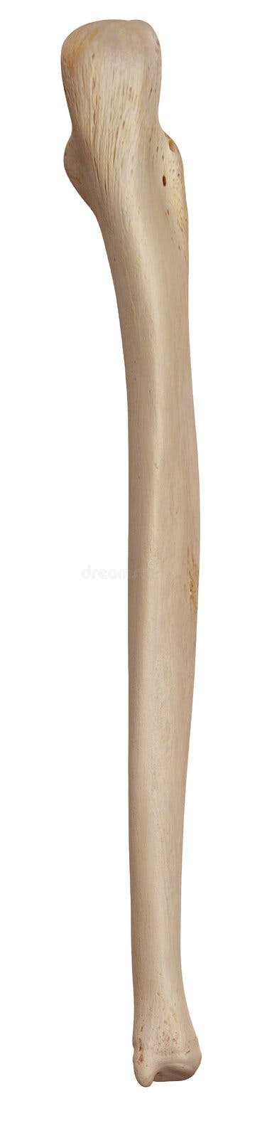 Le cubitus illustration stock. Illustration du cubitus - 57843555