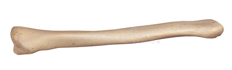 Le cubitus illustration stock. Illustration du squelettique - 57843560