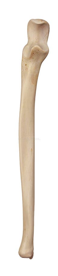 Le cubitus illustration stock. Illustration du biomédicale - 57843622