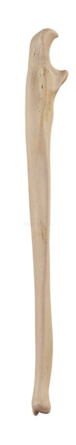 Le cubitus illustration stock. Illustration du biomédicale - 57843622