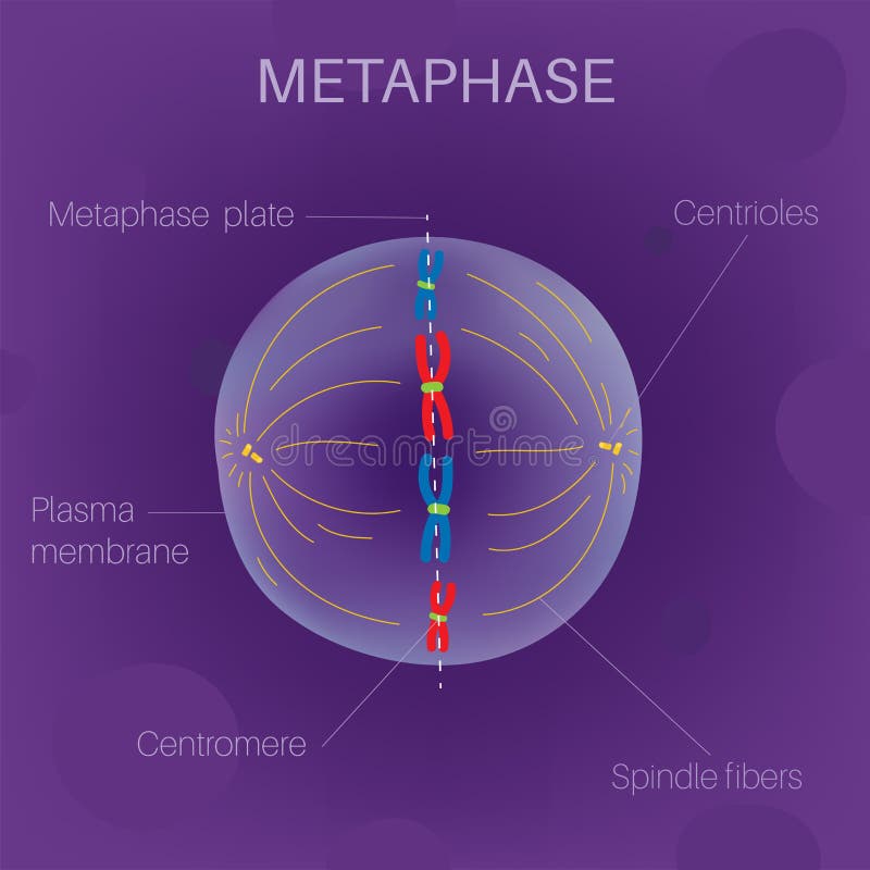 Illustration Vectorielle Des Phases De La Mitose. Division Cellulaire ...