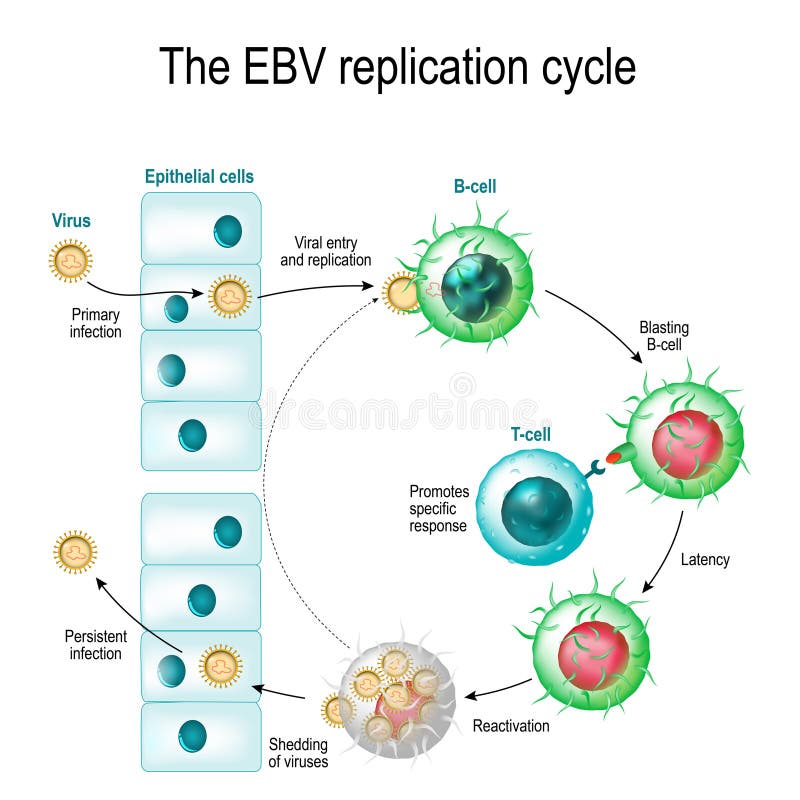 Le Cycle De Reproduction De Virus D'Epstein-Barr Illustration de ...