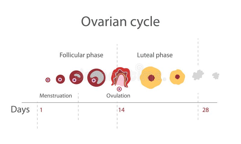 Diagramme De Cycle Menstruel Illustration De Vecteur Illustration Du