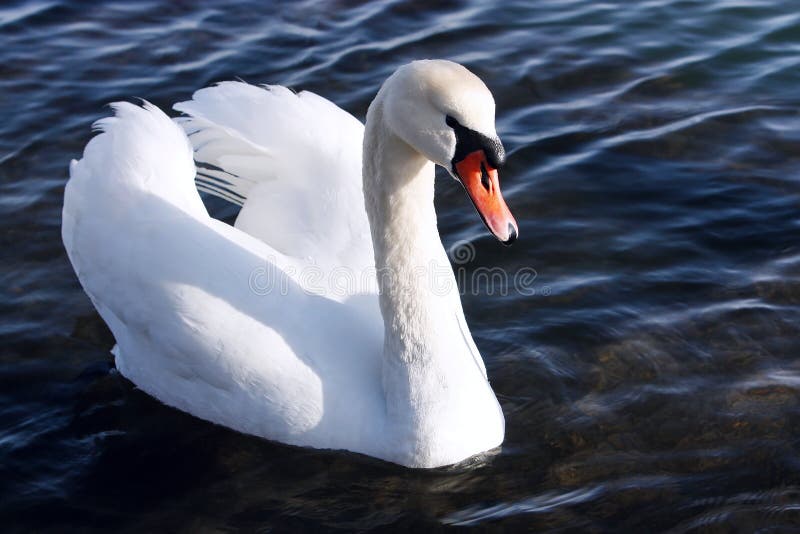 Cygne Sur Lac Noir Et Blanc Image stock - Image of cygne, oiseau: 16758495
