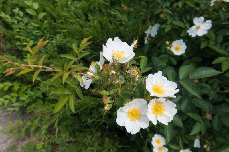 Macro Du Cyme Des Fleurs Blanches De Poire Photo stock - Image du ...