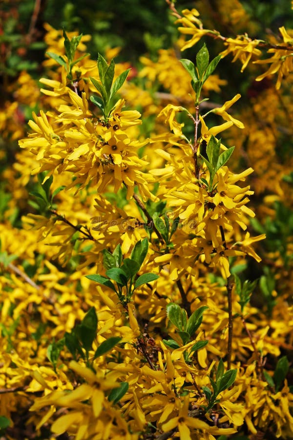 Cytise Photos Stock - Téléchargez 613 Photos libres de droits