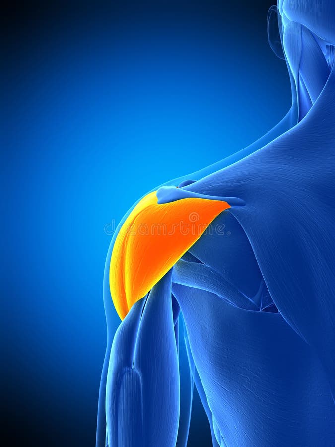 Illustration De La Vue De Face De Muscles Deltoïdes Illustration Stock ...