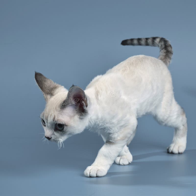 Le Devon Rex photo stock. Image du multiplication, exposition - 17781968