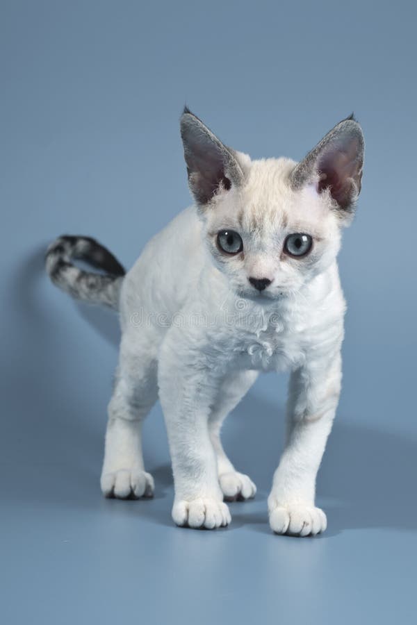 Le Devon Rex image stock. Image du exposition, félin - 17782009