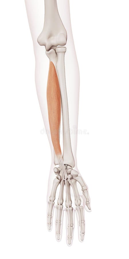 Le digitorum profundus illustration stock. Illustration du anatomie ...