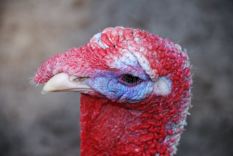 Le dindon photo stock. Image du volaille, oiseau, grand - 2676382