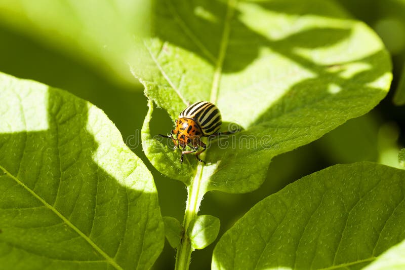 Le doryphore photo stock. Image du insecte, fruits, jardinage - 54781694