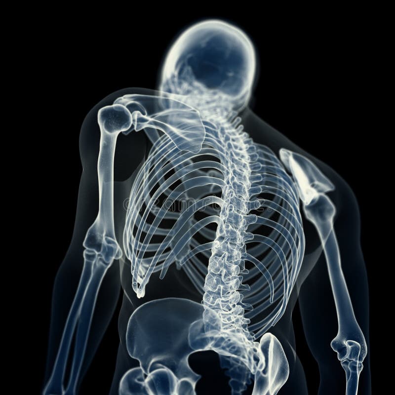 Le dos squelettique illustration stock. Illustration du thoracique ...