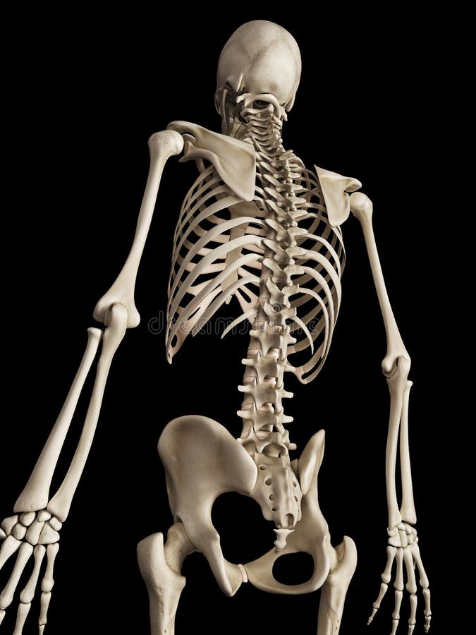 Le dos squelettique illustration stock. Illustration du rendu - 127839059