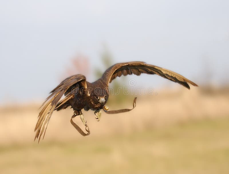Faucon En Vol Photos Stock - Téléchargez 5,802 Photos libres de droits