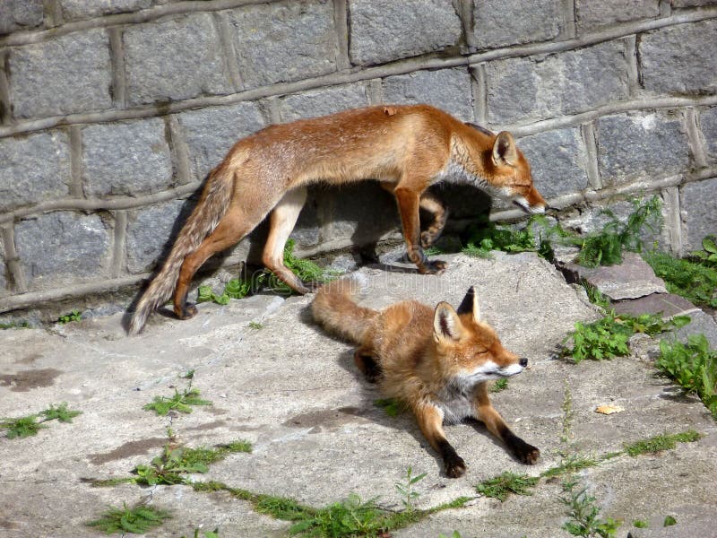 Le Fox Rouge Dans Le Zoo De Kaliningrad Image stock - Image du pierre ...