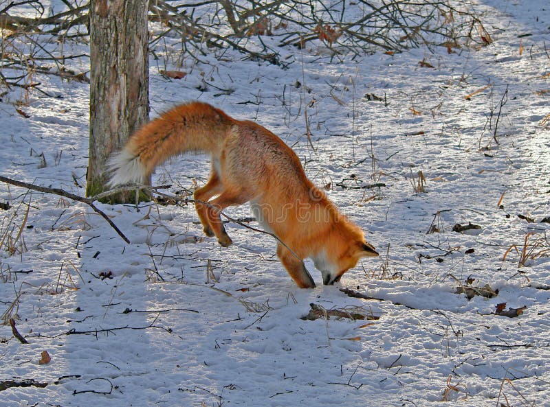 Le Fox Rouge Est La Chasse 2 Image stock - Image of brancher, prédateur ...