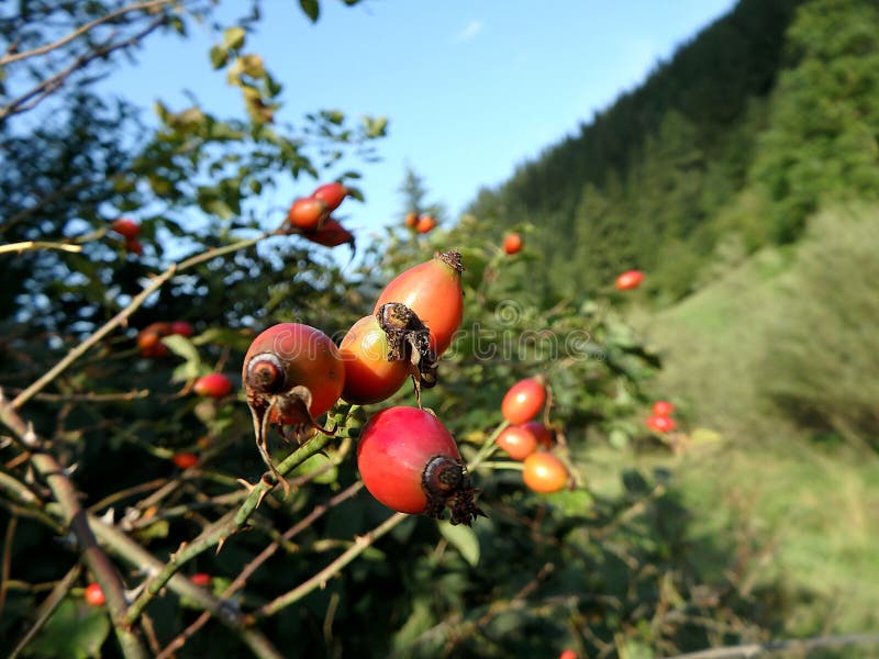 Le Fruit Rouge De Sauvage S'est Levé Photo stock - Image du médical ...