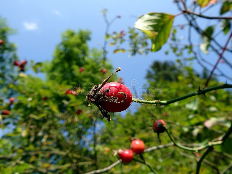 Le Fruit Rouge De Sauvage S'est Levé Image stock - Image du homéopathie ...