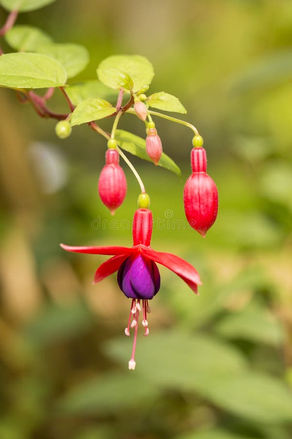 Le Fushia Rose Et Blanc Sensible Fleurit Dans Le Jardin Photo stock ...