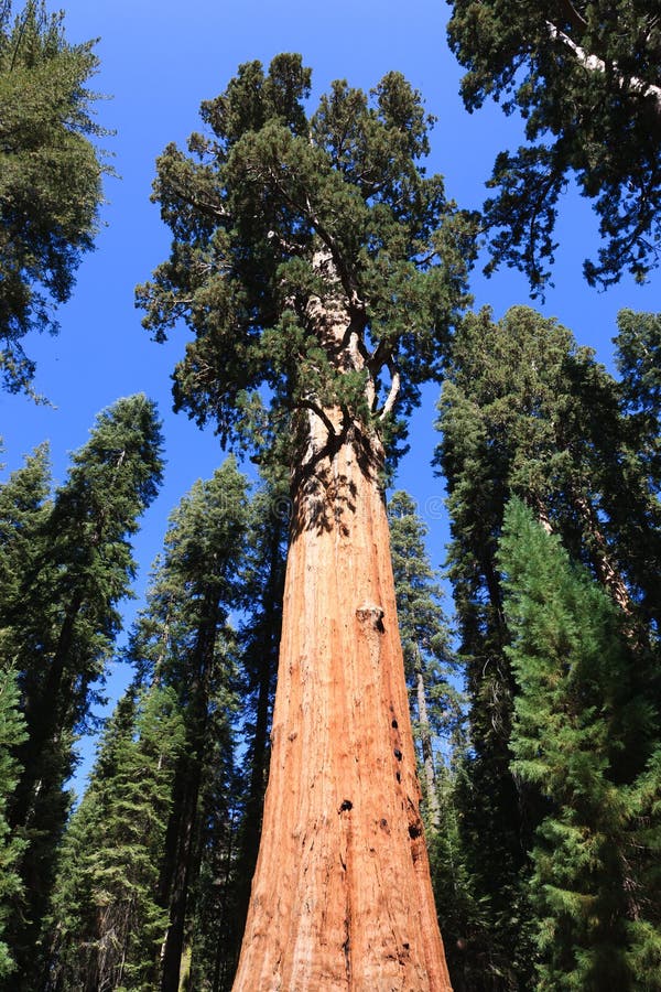 Arbre Du Général Sherman Dans La Forêt Géante De Parc National De ...