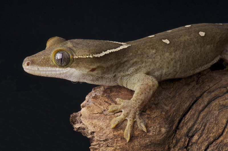 Le Gecko géant de Sarasin image stock. Image of prédateur - 24880025