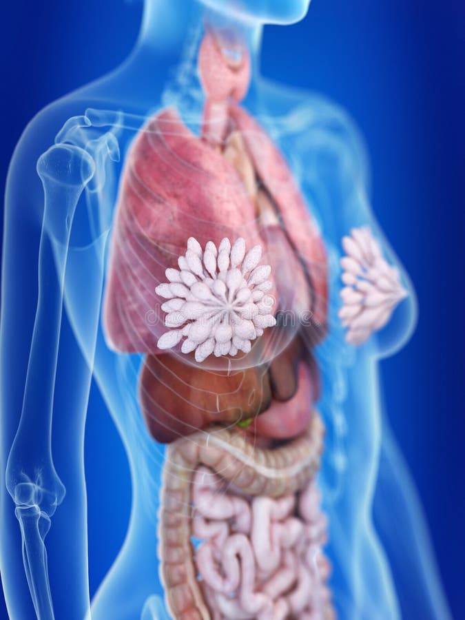 Anatomia Del Torace Femminile Illustrazione di Stock - Illustrazione di ...