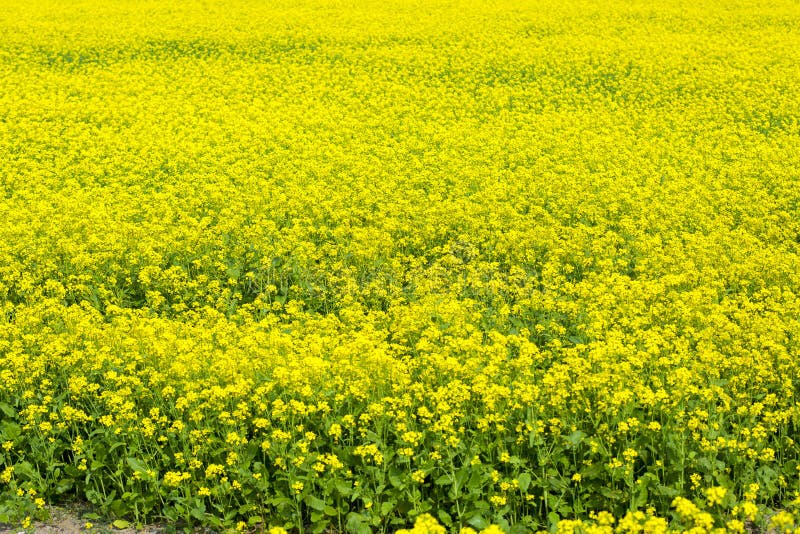 Fleurs De Moutarde Sur Les Champs Fleuris De Village Photo stock ...
